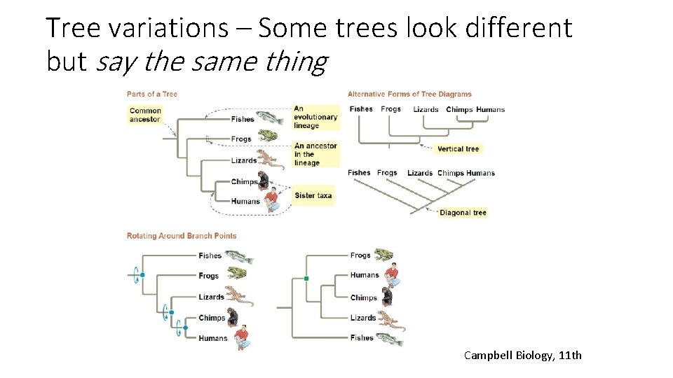 Introduction to NCBI database and phylogeny in MEGA