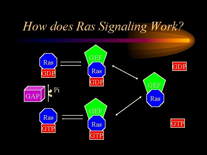 Modeling Guanine Nucleotide Ras Binding and Cell Behavior