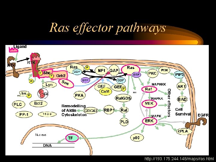 Modeling Guanine Nucleotide Ras Binding and Cell Behavior