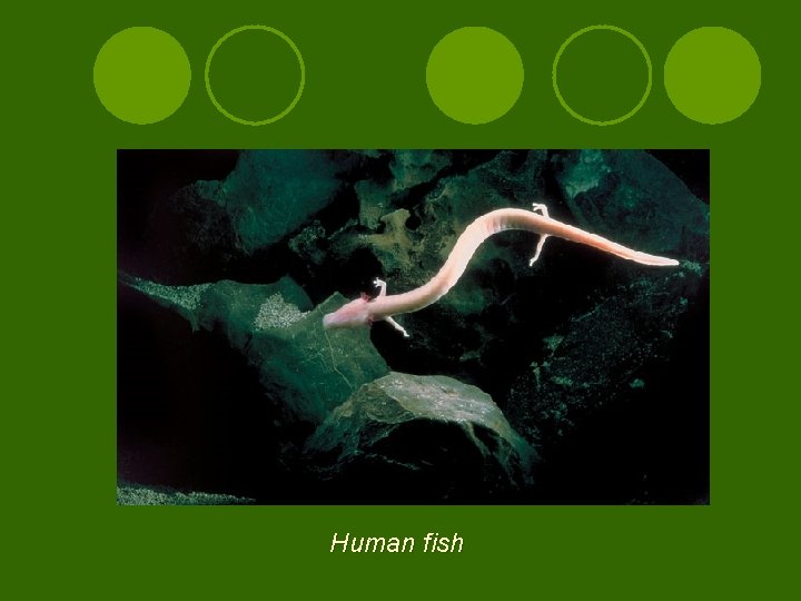 My country SLOVENIA It lies between four countries