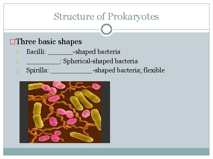 Division of Cells Prokaryotic Cells Include Bacteria Archaea