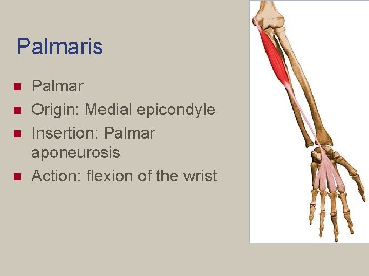 REVIEW OF THE WRIST Bones ActionsMovements and Muscles