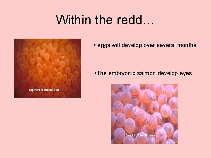 Atlantic Salmon of the Kennebec River www enchantedlearning
