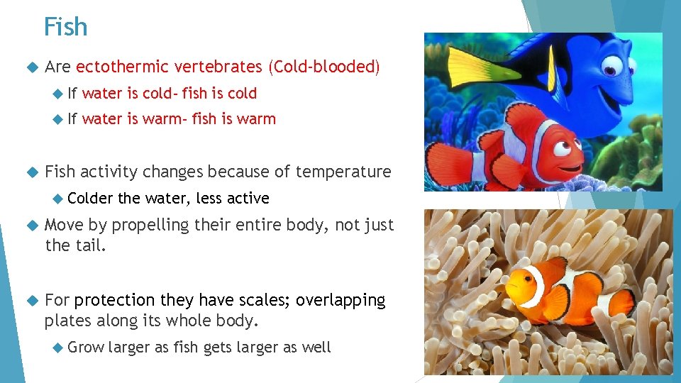 Chapter 13 ColdBlooded Vertebrates 13 C Fish 13