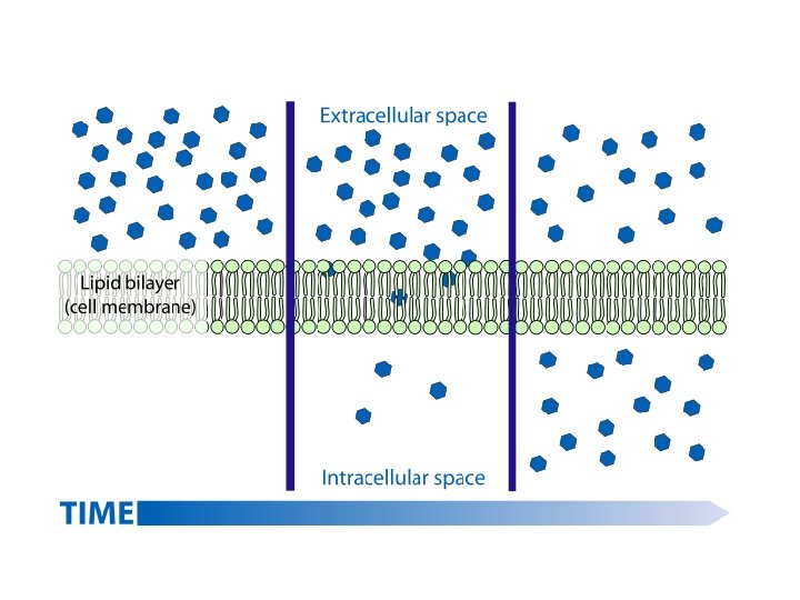Cell Boundaries I Cell Membrane A All cells