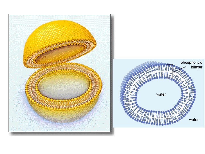 Cell Boundaries I Cell Membrane A All cells