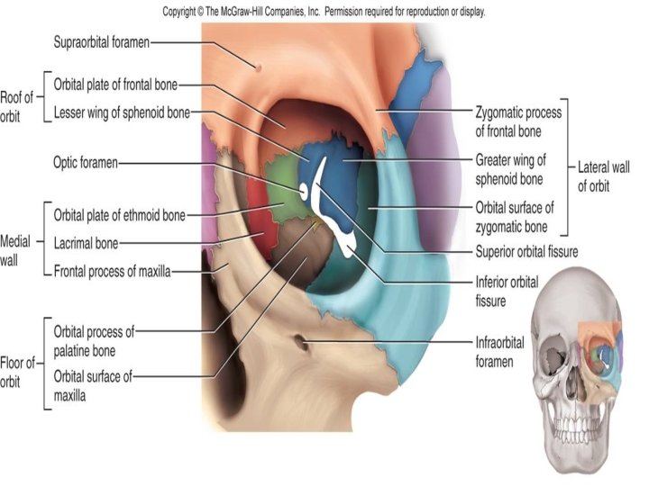 The Orbit Introduction The orbital cavity is the