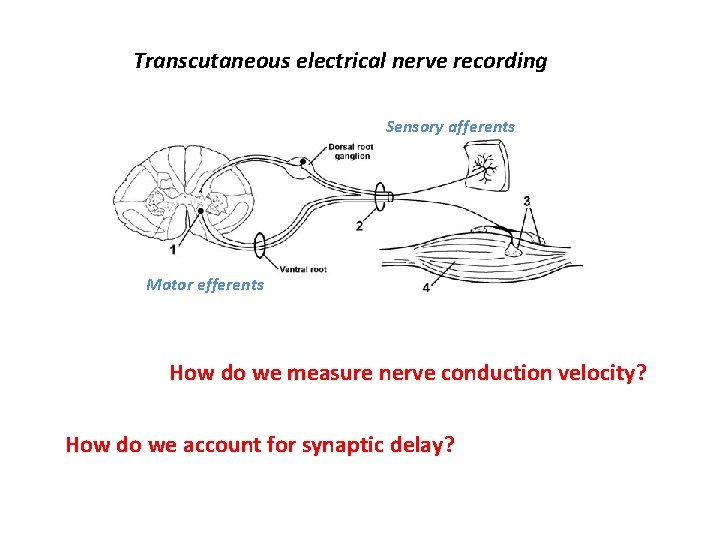 Measuring Action Potential Conduction Velocity and Determining the