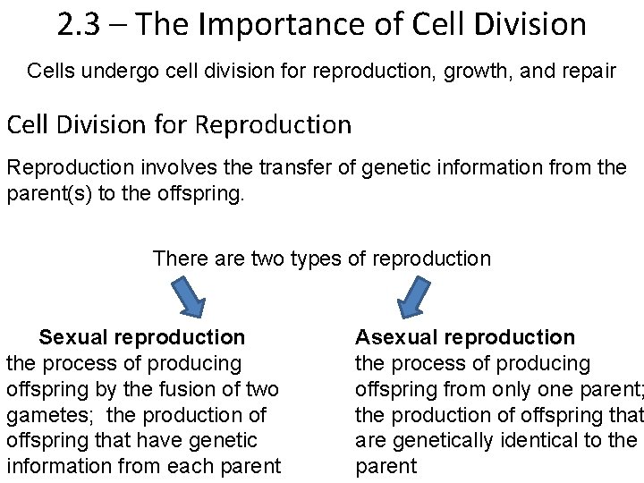 2 3 The Importance of Cell Division Cells
