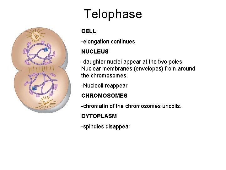 Cell Cycle Cell division is the basis of
