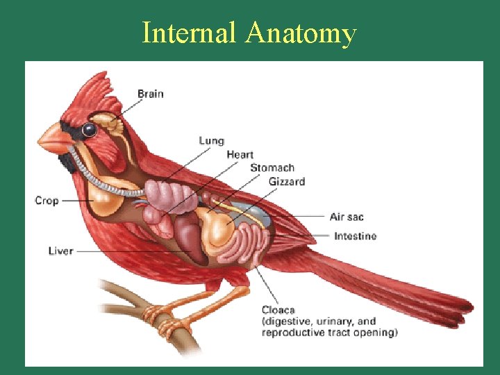 Kingdom Animalia Phylum Chordata Subphylum Vertebrata Class Aves