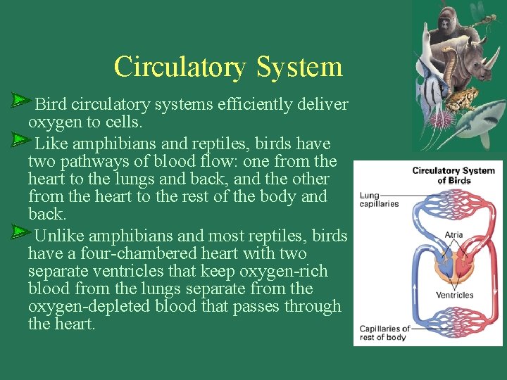 Kingdom Animalia Phylum Chordata Subphylum Vertebrata Class Aves