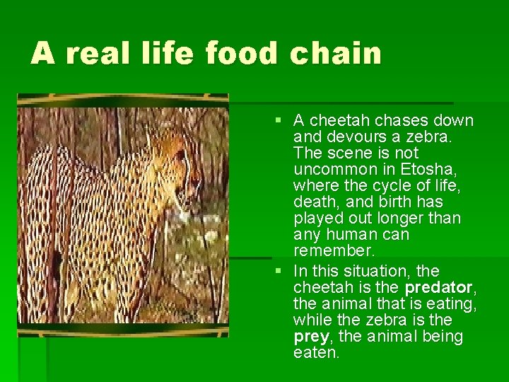 Living Together A real life food chain A