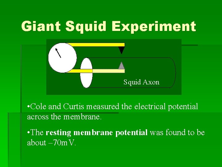 Biology 12 U SBI How do nerve signals