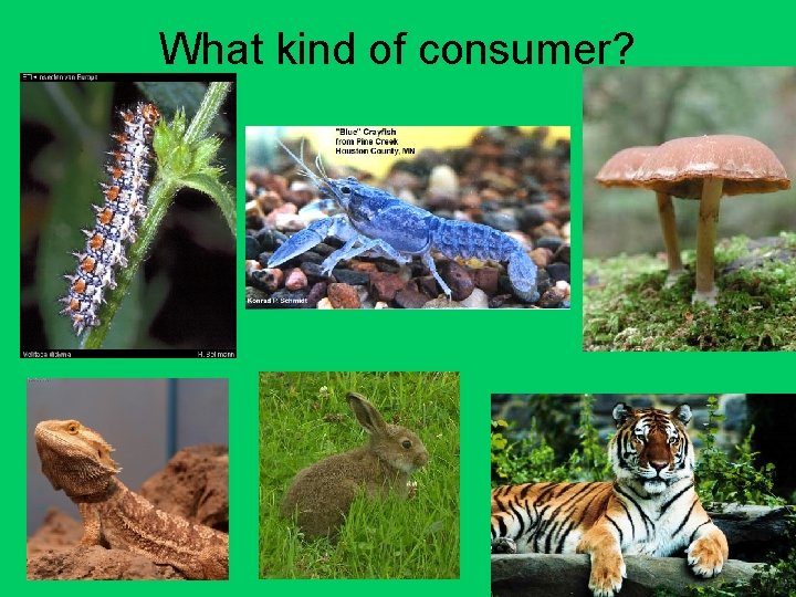 Energy Transfer in Ecosystems use Bozeman Science Video