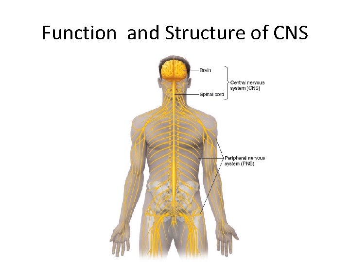Nervous System Infections Function and Structure of CNS