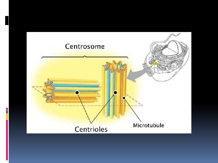 CELLS THE BASIC UNIT OF LIFE Every living