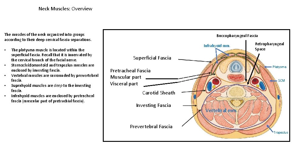 MBB Lab 6 Anatomy of the Neck Power