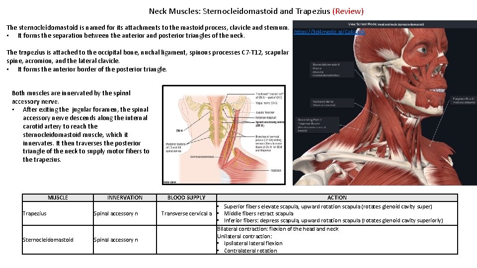 MBB Lab 6 Anatomy of the Neck Power
