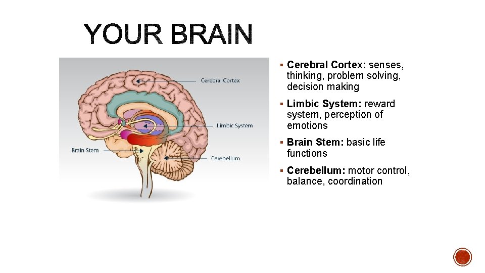 Intro to Wellness Cerebral Cortex senses thinking problem