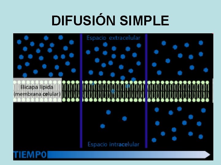 FISIOLOGIA CELULAR INTRODUCCION Cada organelo efecta una tarea