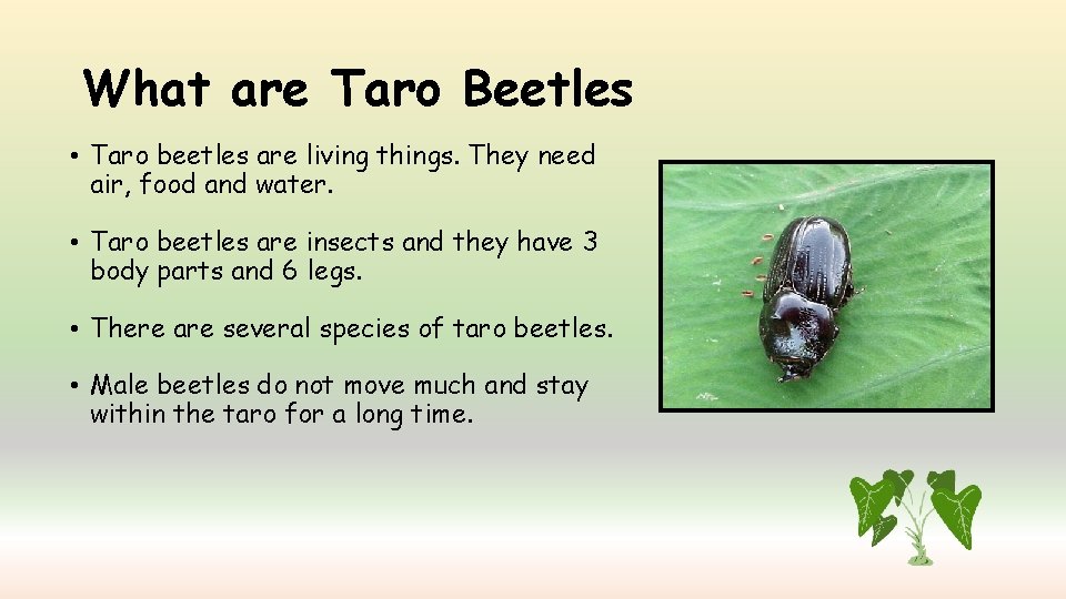 Invasive Species Lesson The Taro Beetle What are
