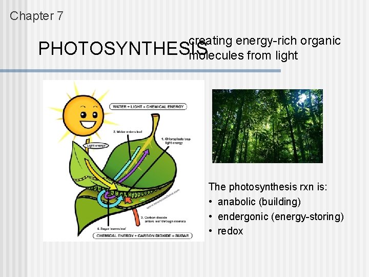 Chapter 7 creating energyrich organic PHOTOSYNTHESIS molecules from