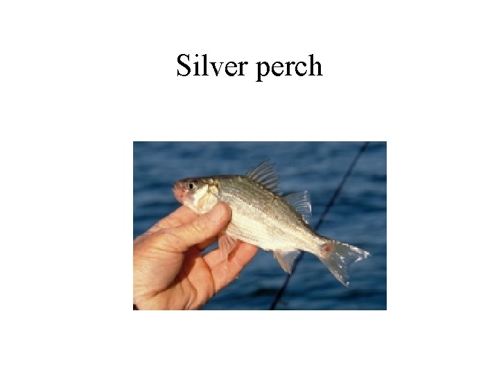 Invasive Species and Its effect on Bio Diversity