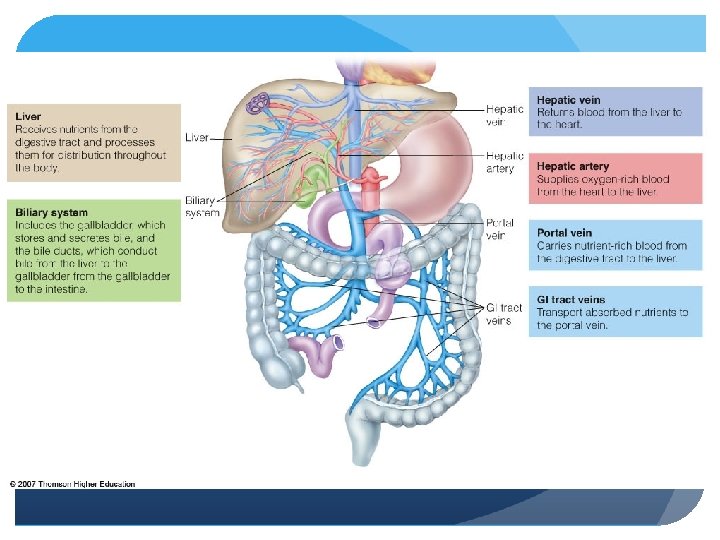Liver Gallbladder Exocrine Pancreas KNH 411 Pathophysiology of