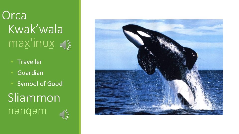 Six Cedar Trees Animals Kwakwala and Sliammon Language