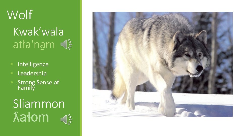 Six Cedar Trees Animals Kwakwala and Sliammon Language