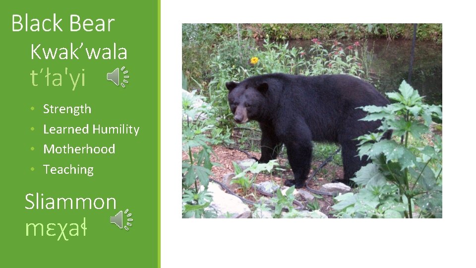 Six Cedar Trees Animals Kwakwala and Sliammon Language