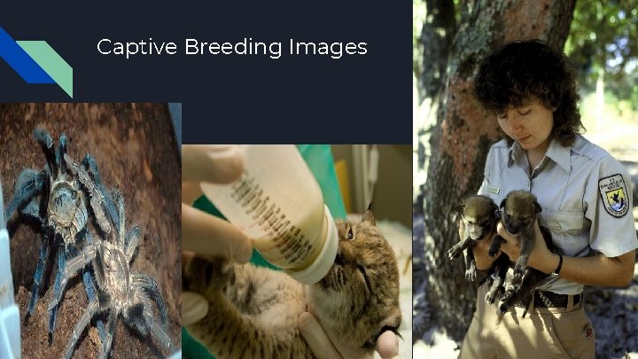 Topic 4 Captive Breeding Zoos Environmental Programs Wildlife