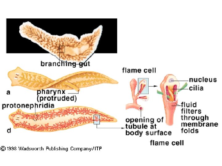 Unsegmented Worms Flatworms Flatworms Belong to the phylum