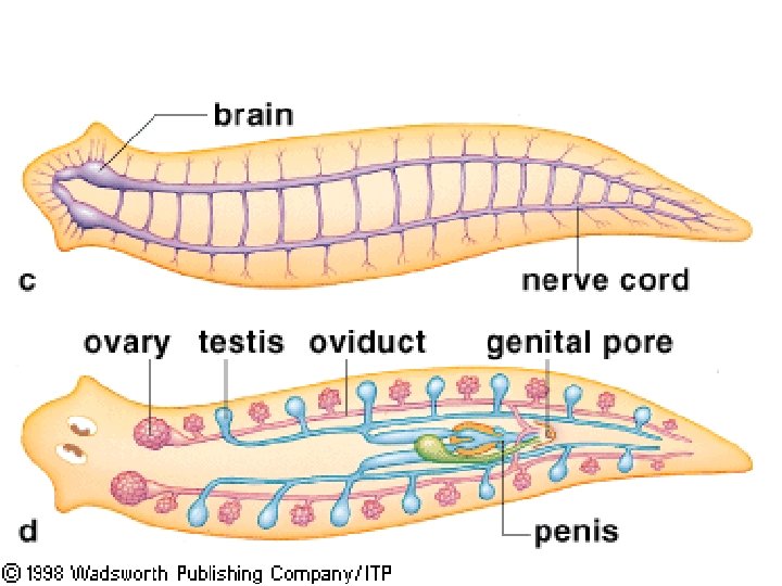 Unsegmented Worms Flatworms Flatworms Belong to the phylum
