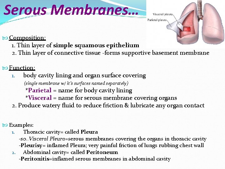 Chapter 5 Study Guide Integumentary System Body Membranes