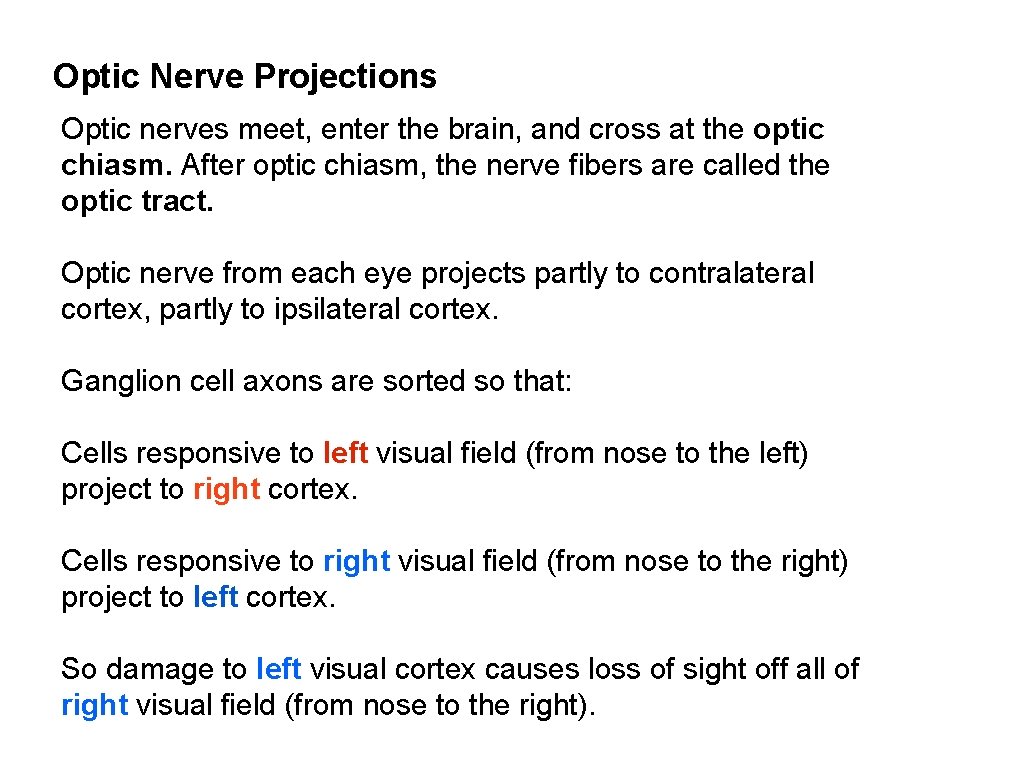Optic Nerve Projections Optic nerves meet enter the