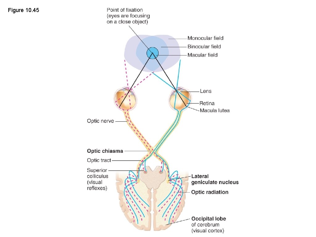 Optic Nerve Projections Optic nerves meet enter the