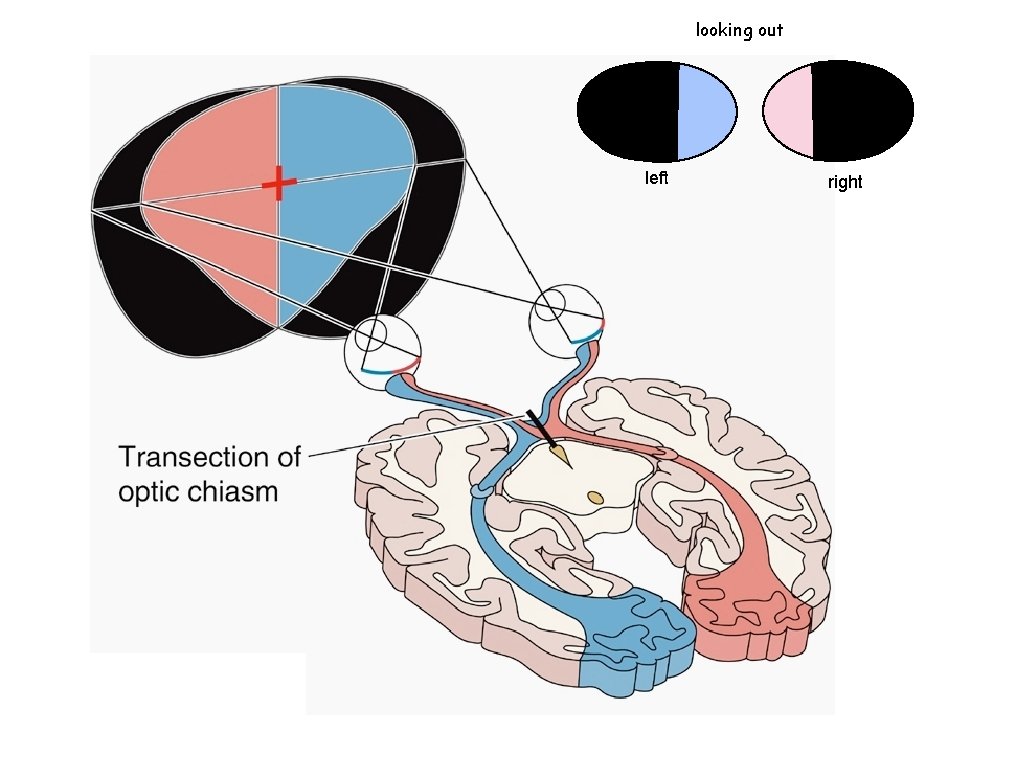 Optic Nerve Projections Optic nerves meet enter the