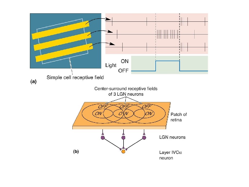 Optic Nerve Projections Optic nerves meet enter the
