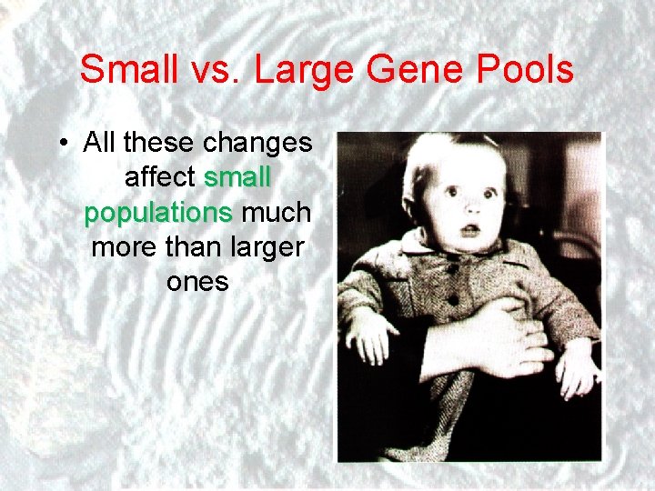 Mechanisms of Evolution Headings Vocabulary Important Info What