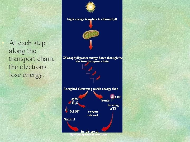 Photosynthesis sunlight Carbon dioxide water absorbed by chlorophyll
