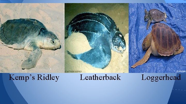 GREEN SEA TURTLE Marine Biology Presented by Austin
