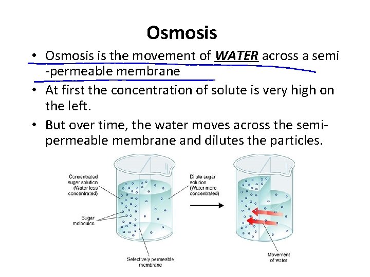 OSMOSIS and DIFFUSION Molecules are always moving Molecules
