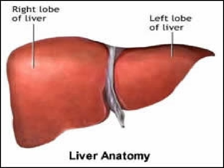 Liver Function Tests First Lecture Learning objectives Outline