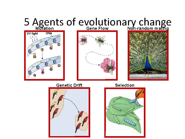 Measuring Evolution of Populations Gold Fish Lab KEY
