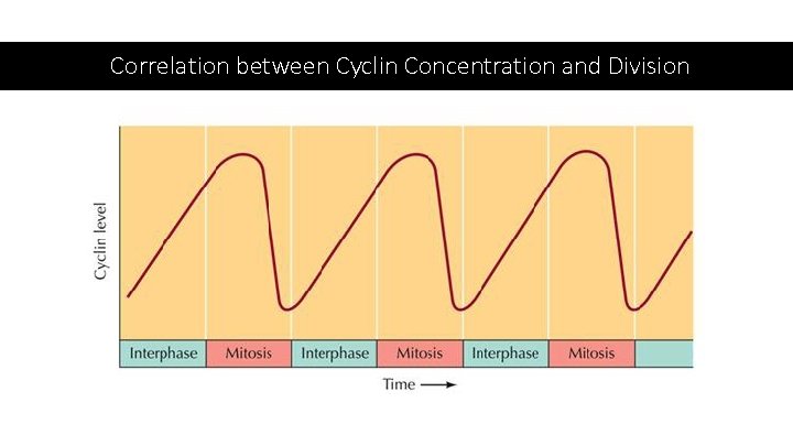 Discovery of Cyclins WHO Tim Hunt British biochemist