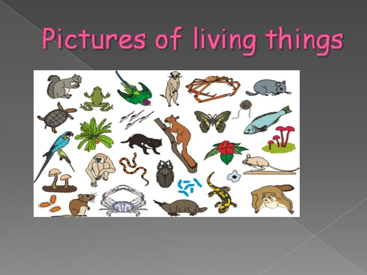 Living and NonLiving Things Sarina Baker AnnaKay Harvey