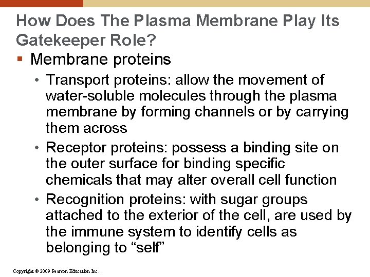 What Does The Plasma Membrane Do The cell
