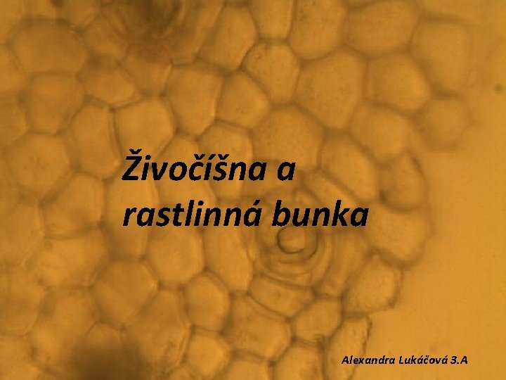 ivona a rastlinn bunka Alexandra Lukov 3 A